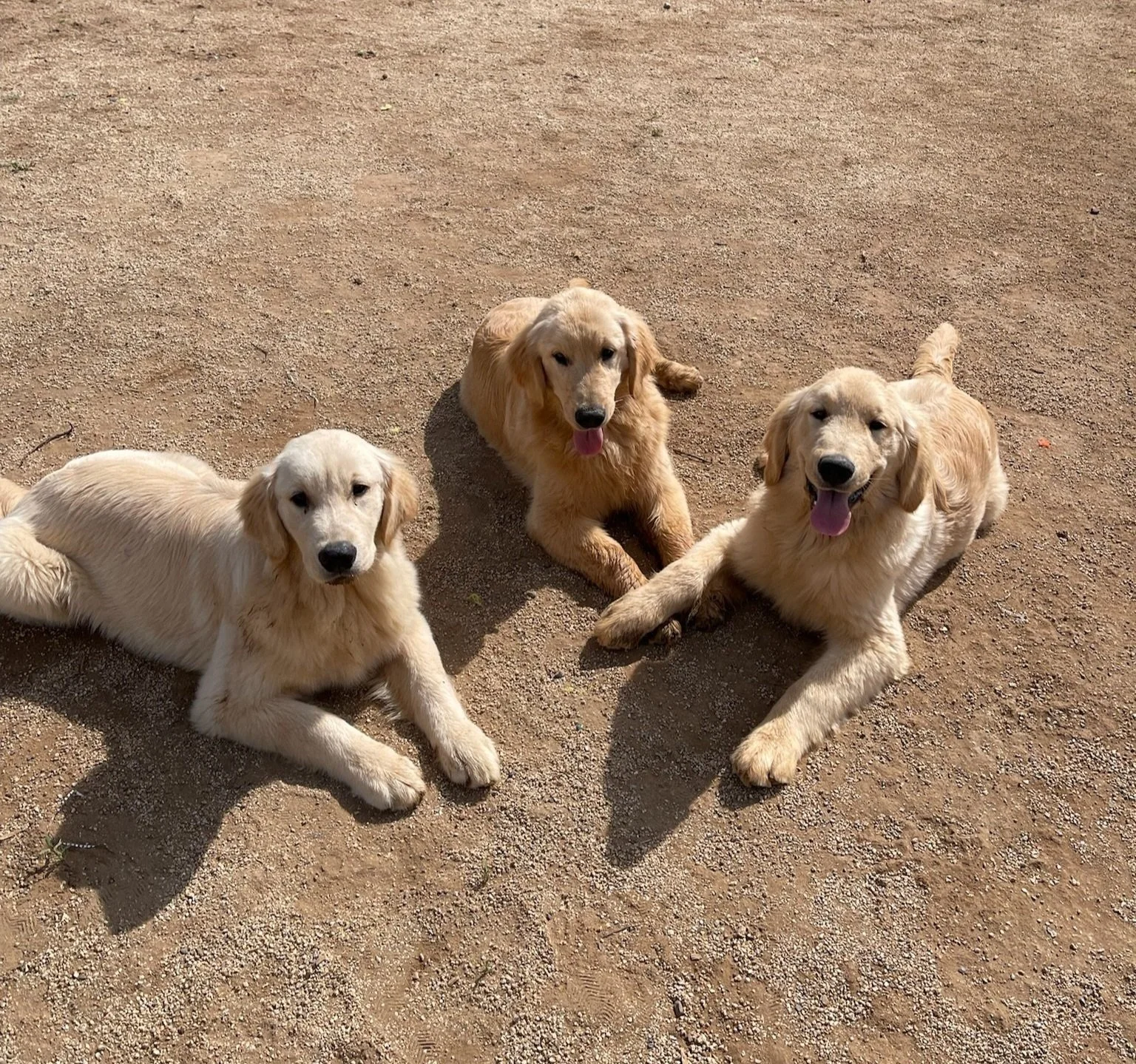 Trained Golden Retrievers & Expert Breeding Services | Shadalane, Vista CA — Shadalane Golden ...