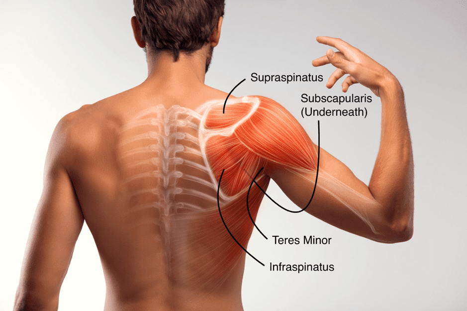 Shoulder Pain During Bench Press: Causes and Solutions — Elite HP