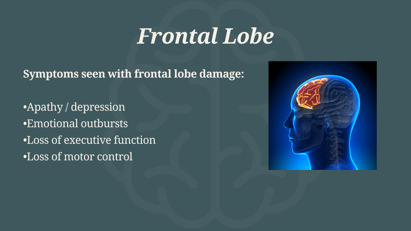 Holistic brain based concussion management - SCC NEURO