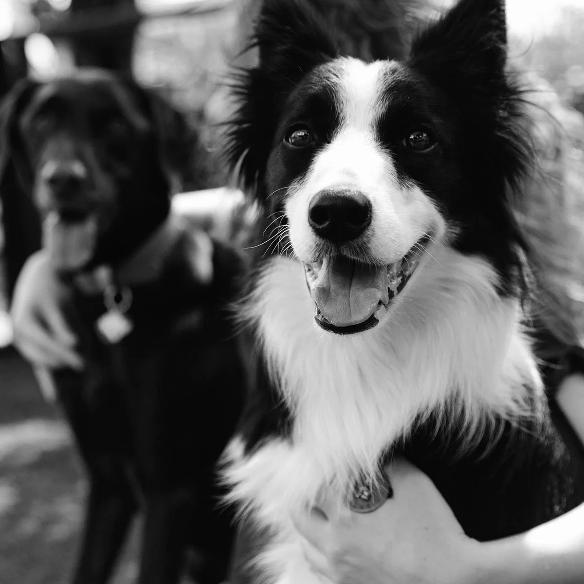 Lori Hamilton Dog Training | Balanced Training in Los Gatos