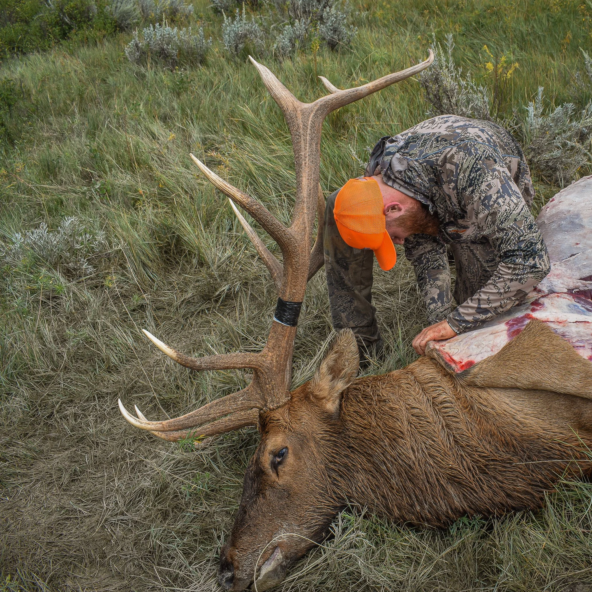 Why Dull Knives Ruin Elk Packouts - and How Benchmade Solved It — Drawn ...