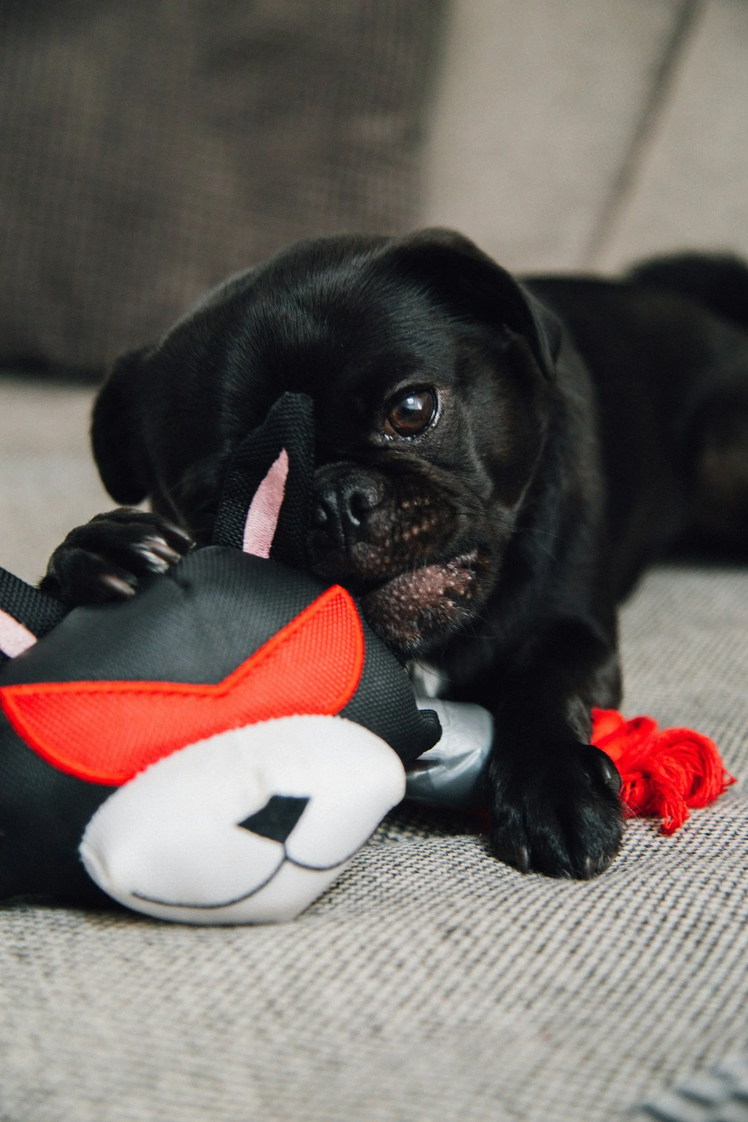 Not All Dog Toys Are Created Equal: A Smart Guide to Safer, Happier ...
