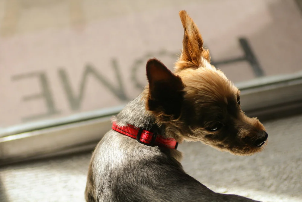 20 Doggy Decor Items to Liven Up Your Home — LittleBlackDawg