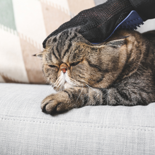 5 Proven Ways to Get Rid of Hairballs for Good — LittleBlackDawg