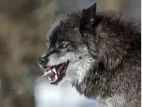 What are hackles and why are we scared of them? — Lora's Luck