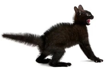 What are hackles and why are we scared of them? — Lora's Luck