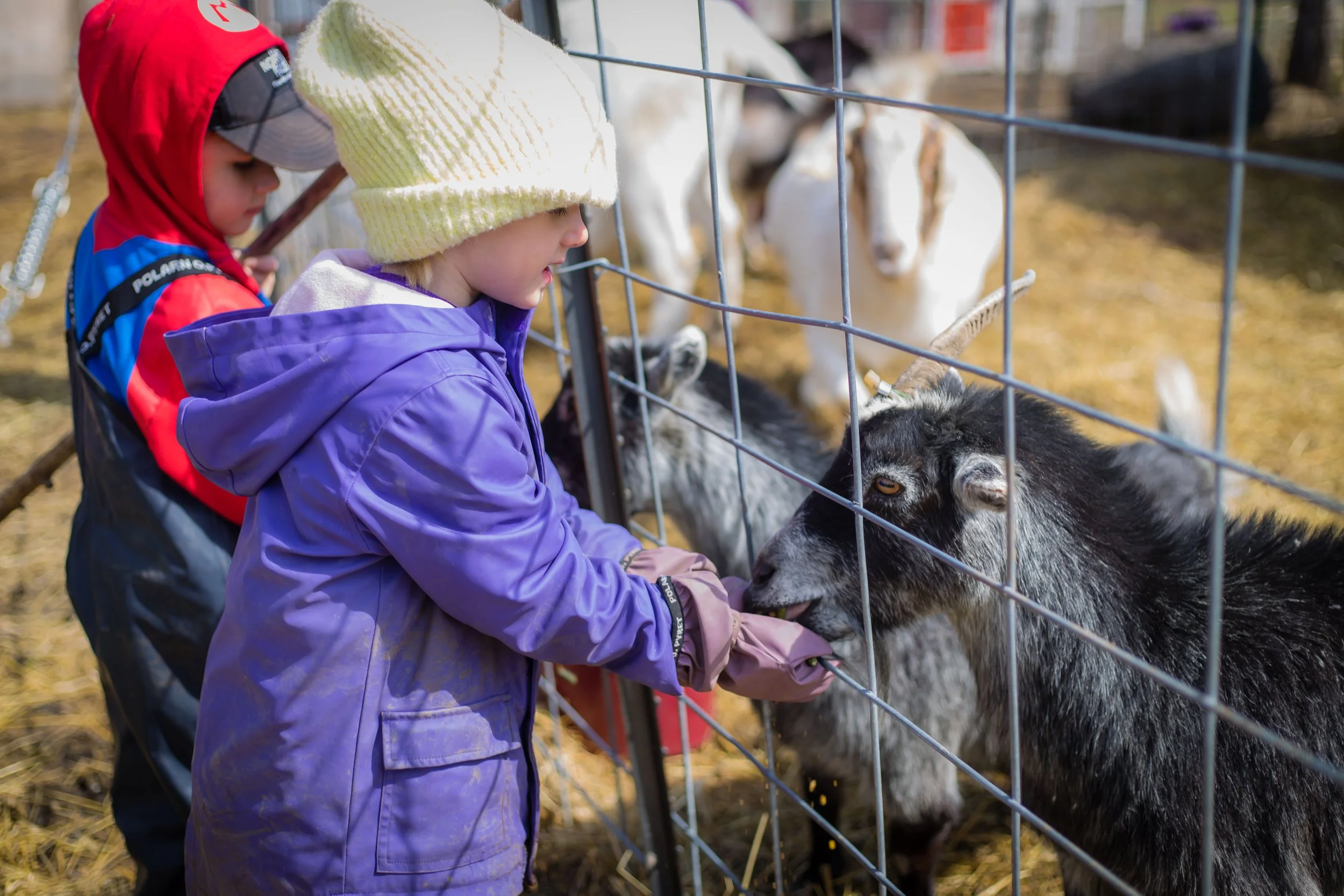 Gallery 1 — The Little Barnyard Preschool