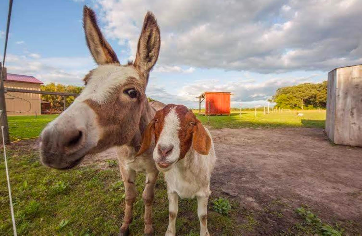 Visit — Pleasant Grove Pizza Farm