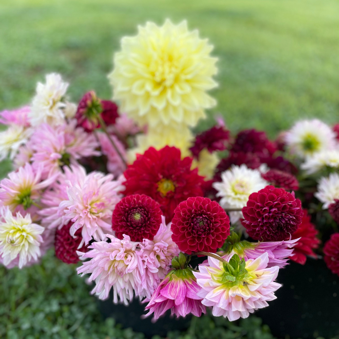 Late Bloomers Flower Farm, LP