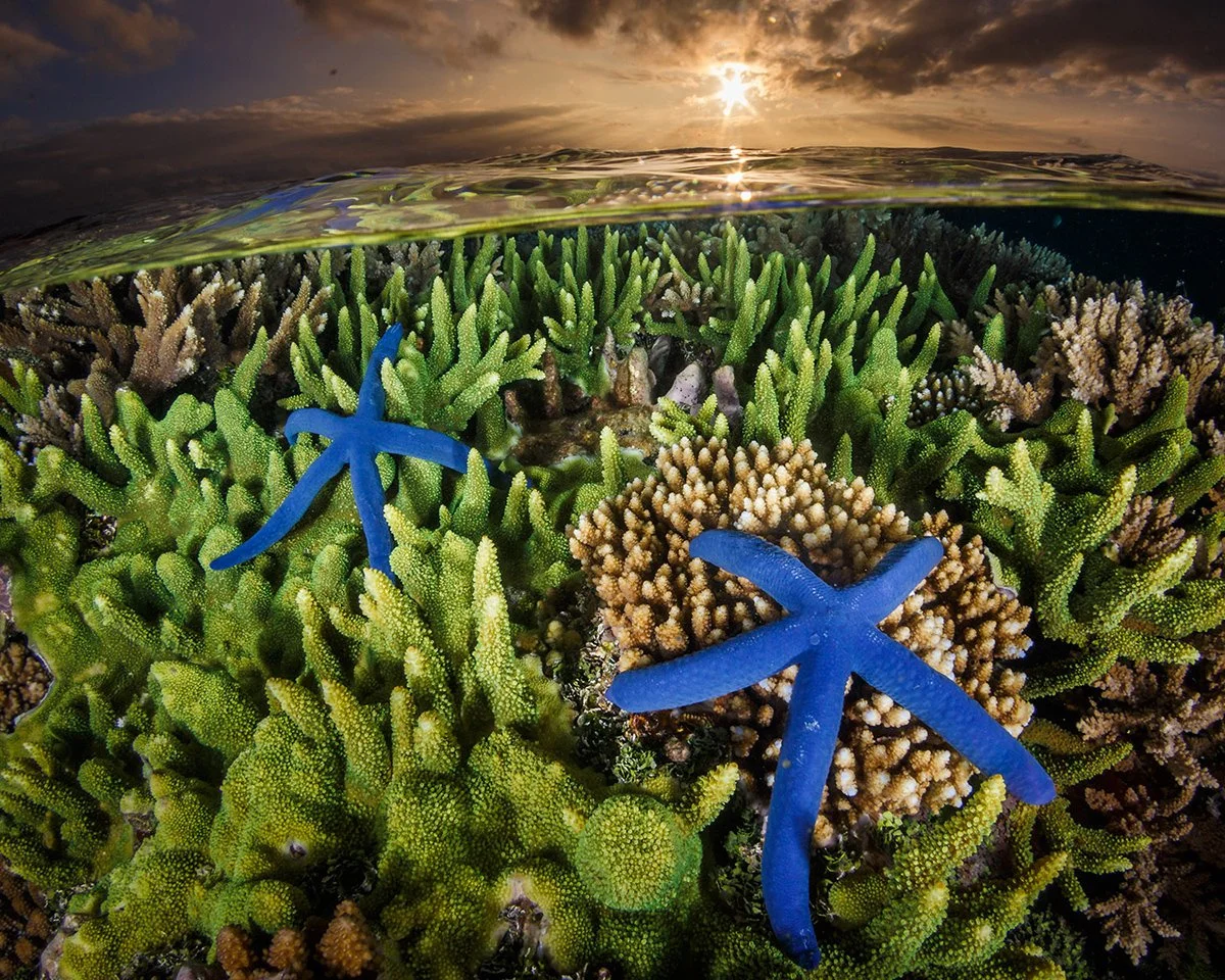 Imagery of 50 Reefs — 50 Reefs Initiative