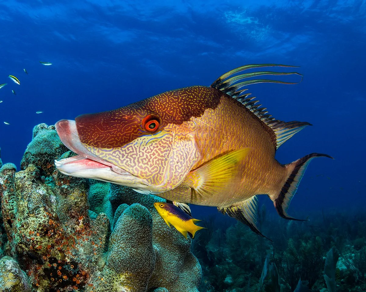 Imagery of 50 Reefs — 50 Reefs Initiative