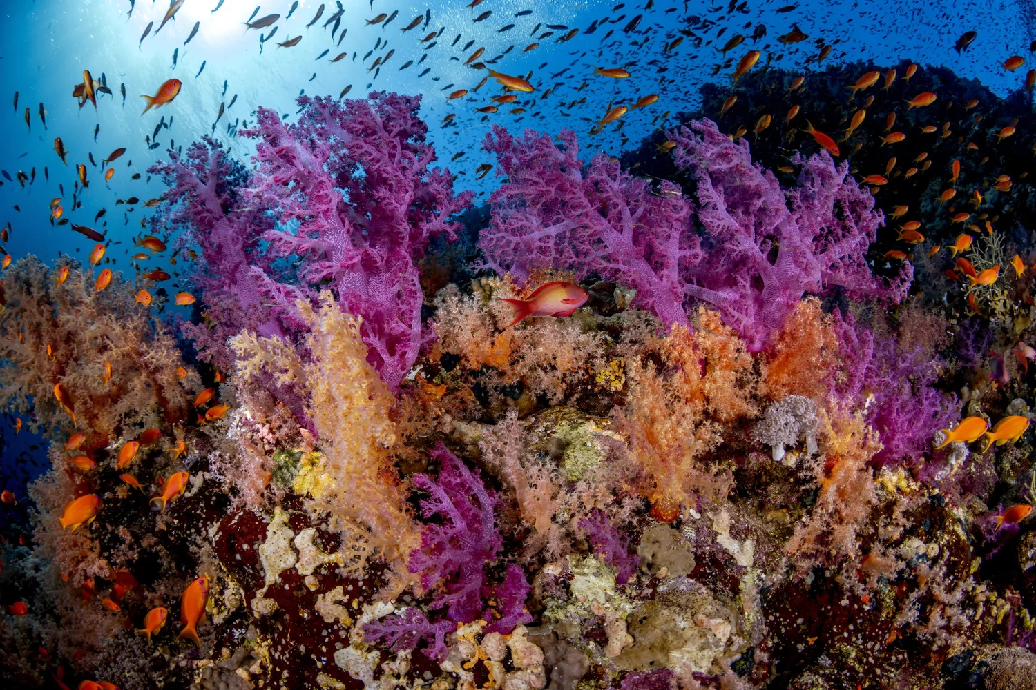 50 Reefs Initiative