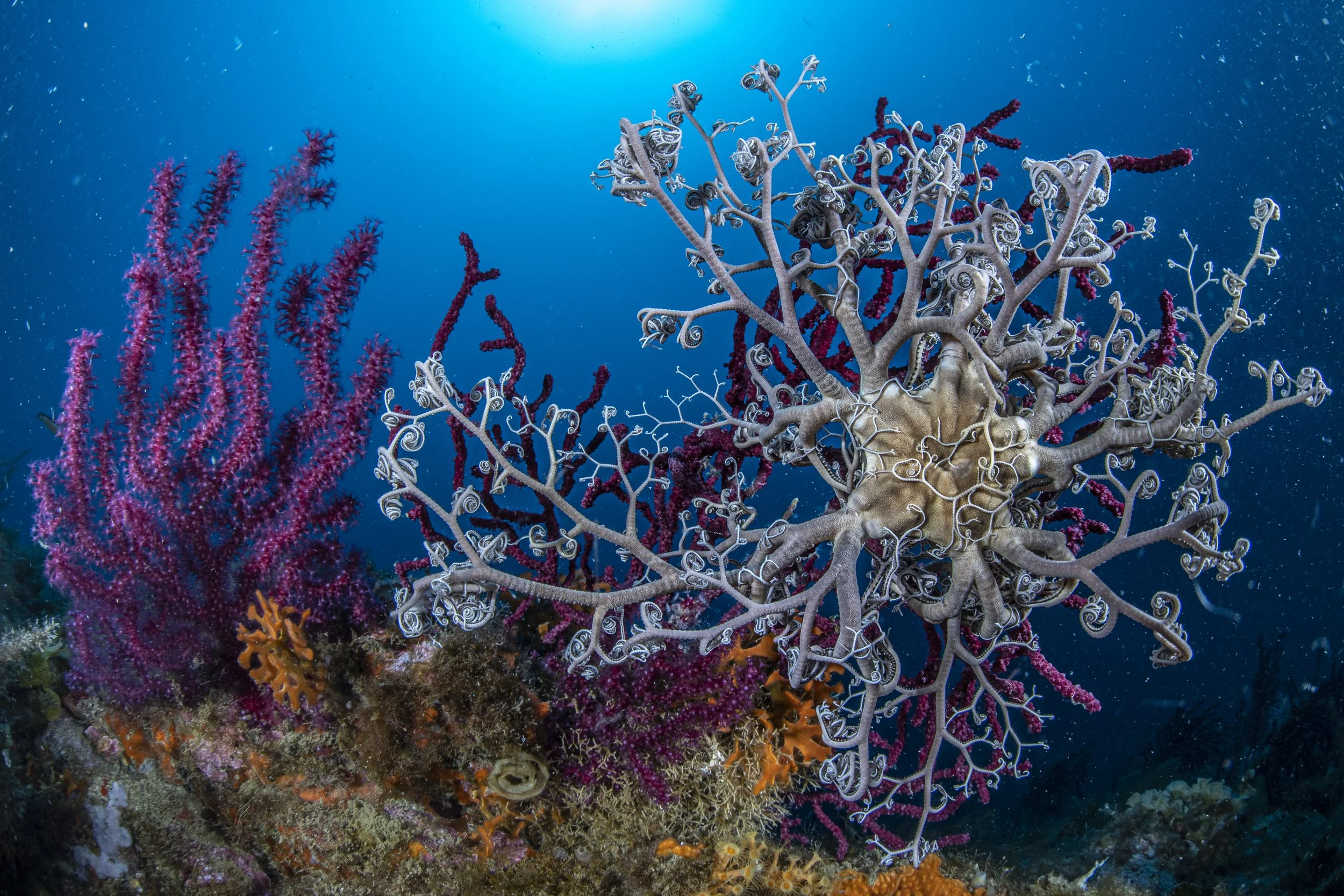 About 1 — 50 Reefs Initiative