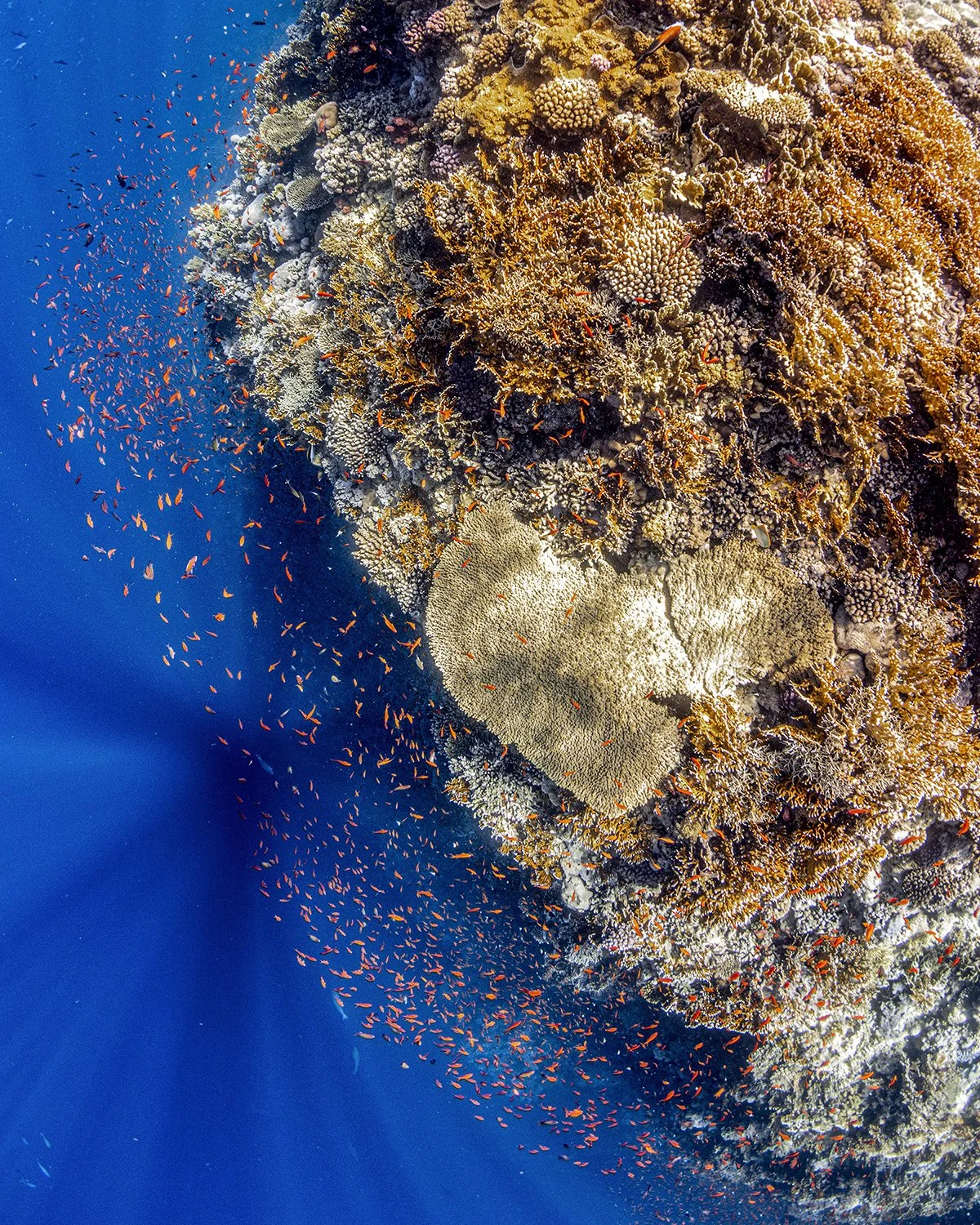 Imagery of 50 Reefs — 50 Reefs Initiative