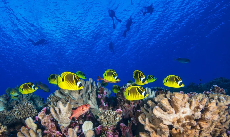 Imagery of 50 Reefs — 50 Reefs Initiative