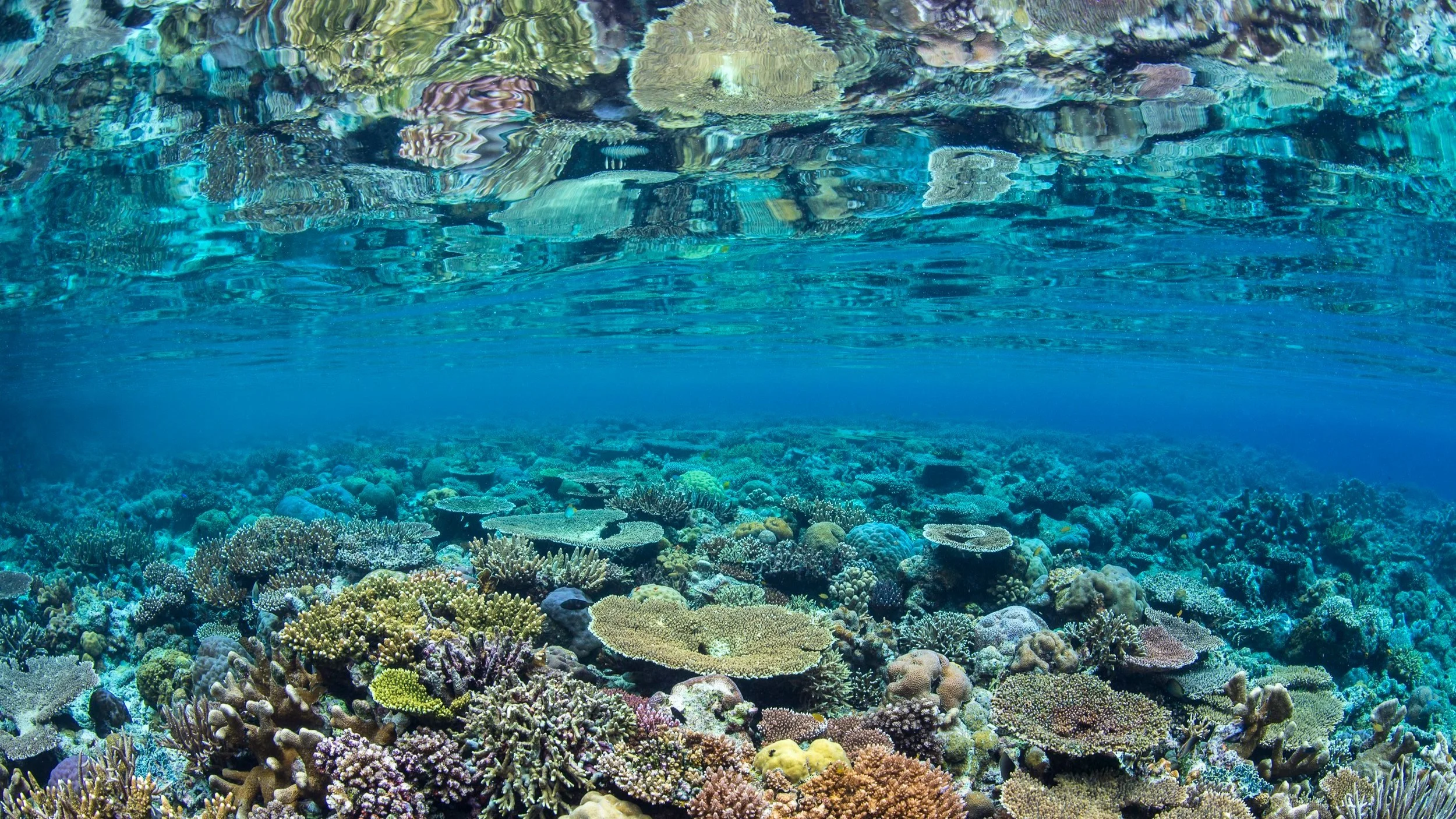 Imagery of 50 Reefs — 50 Reefs Initiative