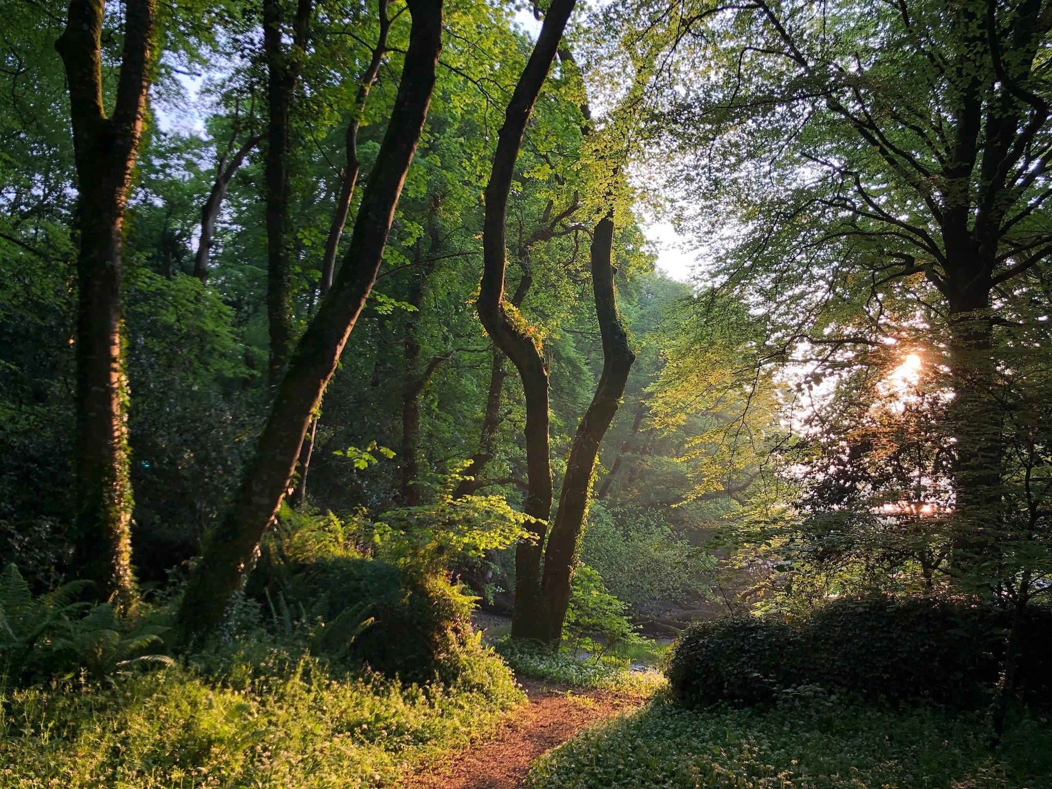 The Celtic Rainforest — Upton Castle Gardens & Gallery