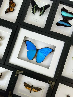 Framed Insects Australia – Premium Real Specimen Frames | Lepidora ...
