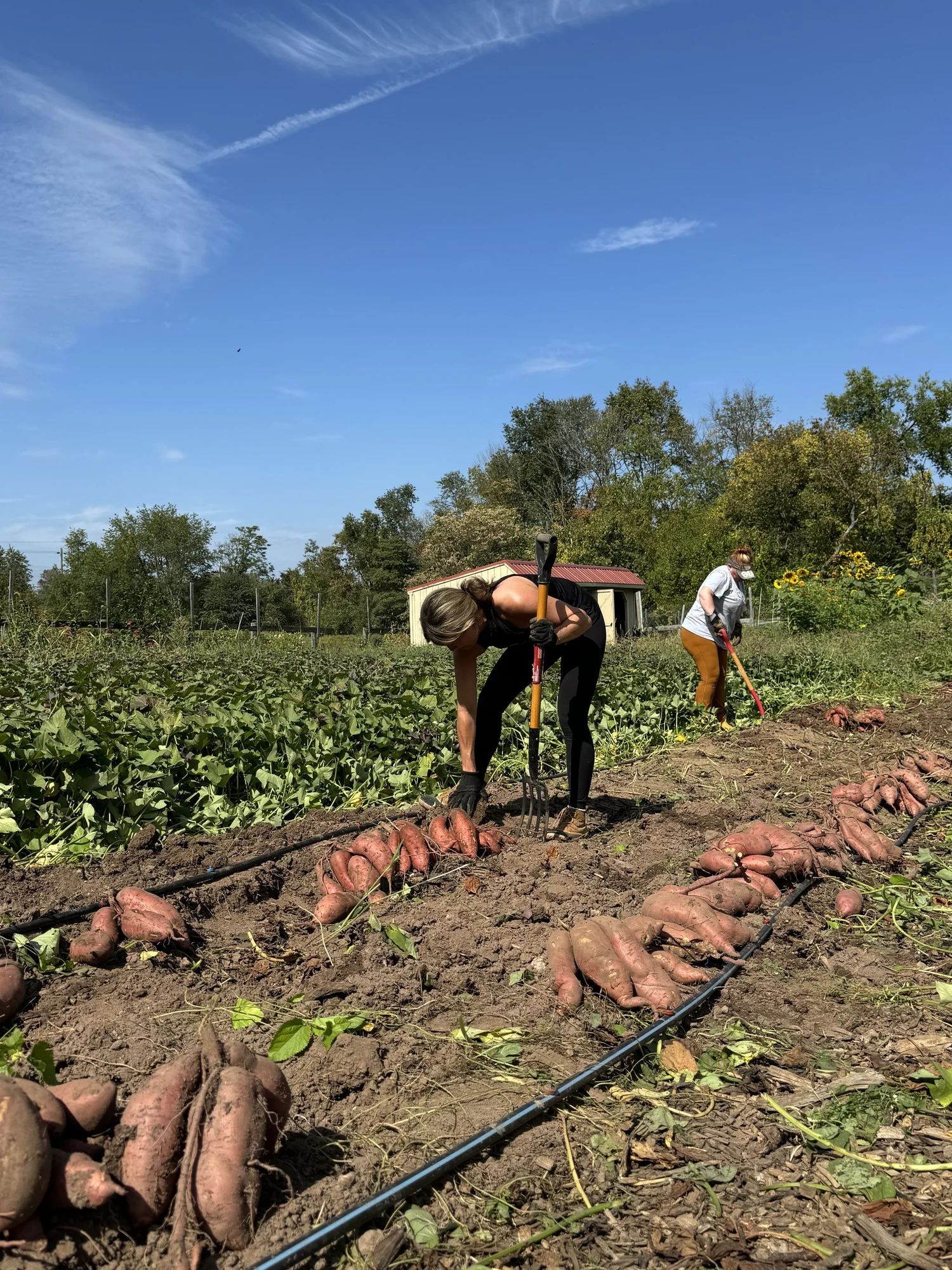 Martha's Community Farm | Get Involved Today