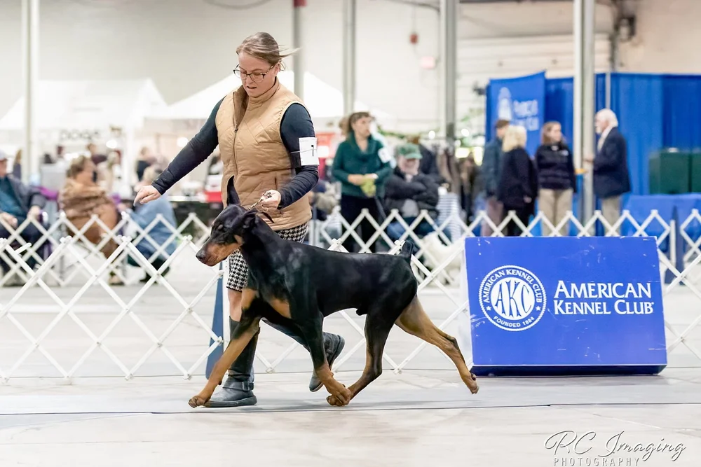 Our Dobies — Amity Dobermans
