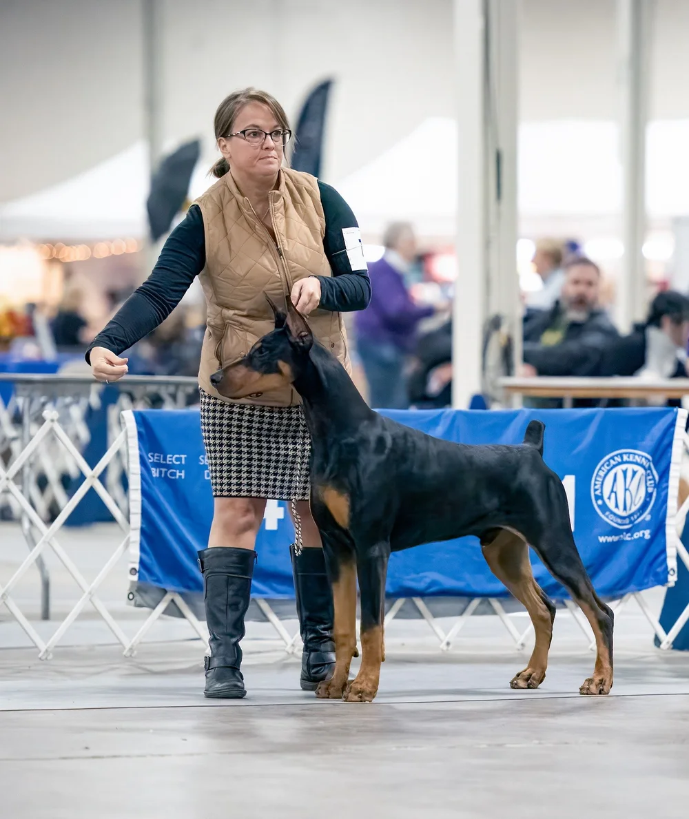 Our Dobies — Amity Dobermans