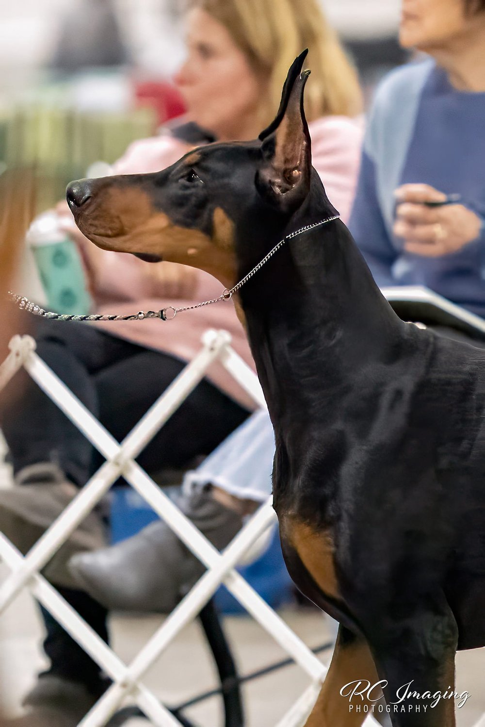 Our Dobies — Amity Dobermans