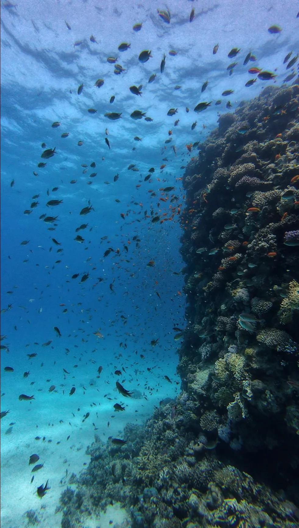 Ras Disha Dive Site | Coral Pinnacles & Marine Life — Dive RED