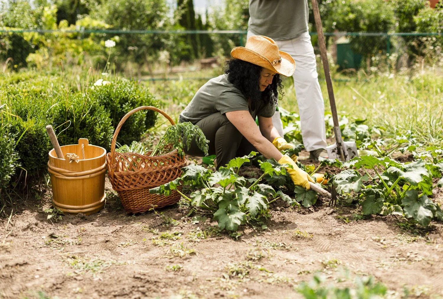 10 Autumn Vegetables in Melbourne — GreenOz Gardening