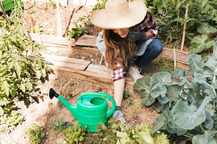 10 Autumn Vegetables in Melbourne — GreenOz Gardening