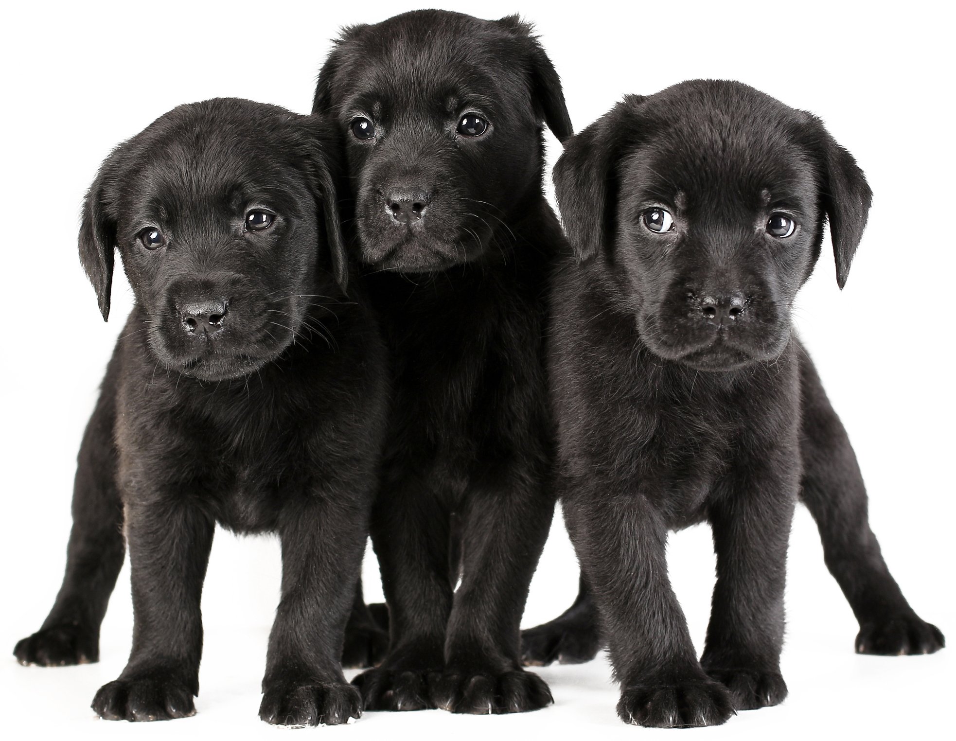 THREE PAWS LTD.