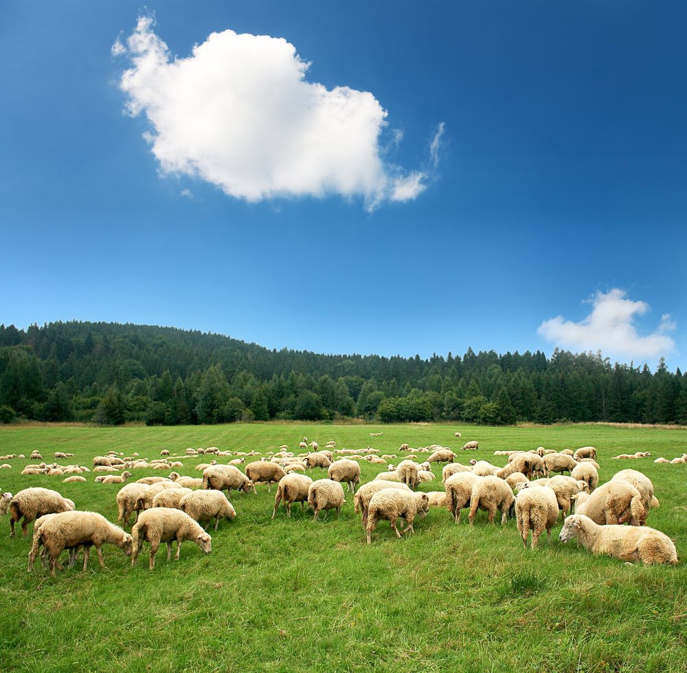 Canadian Wool Collective