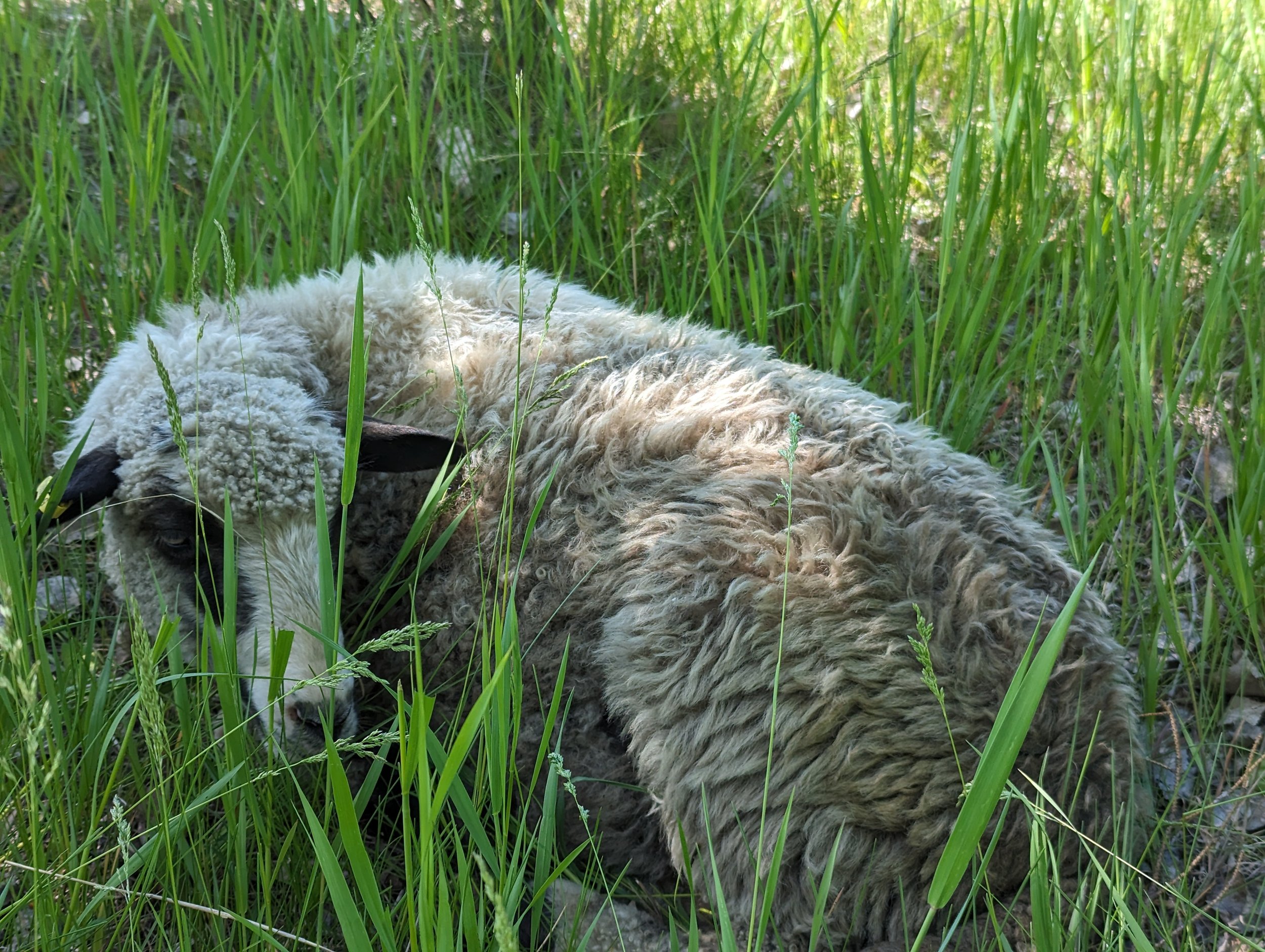 Canadian Wool Collective