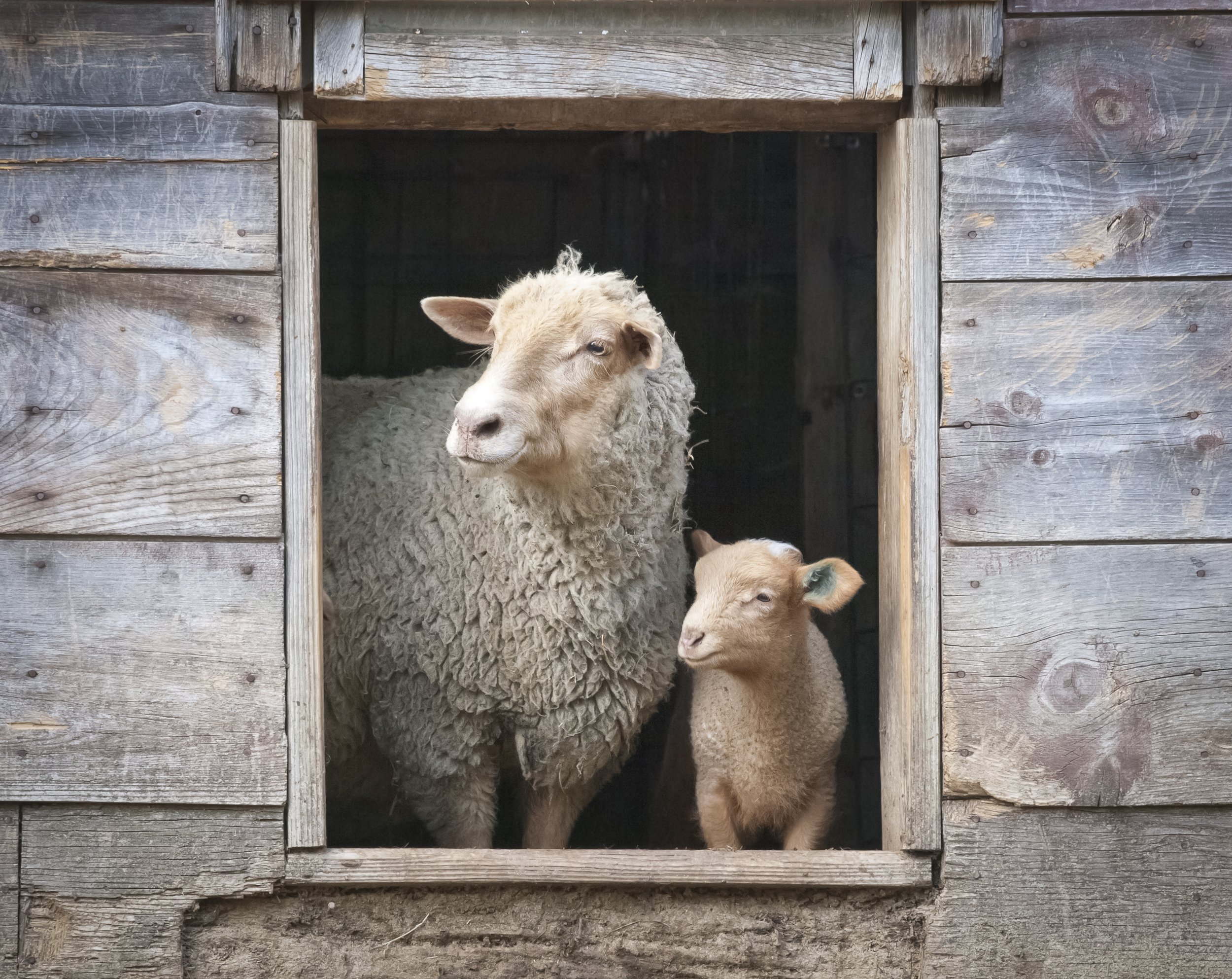 Canadian Wool Collective