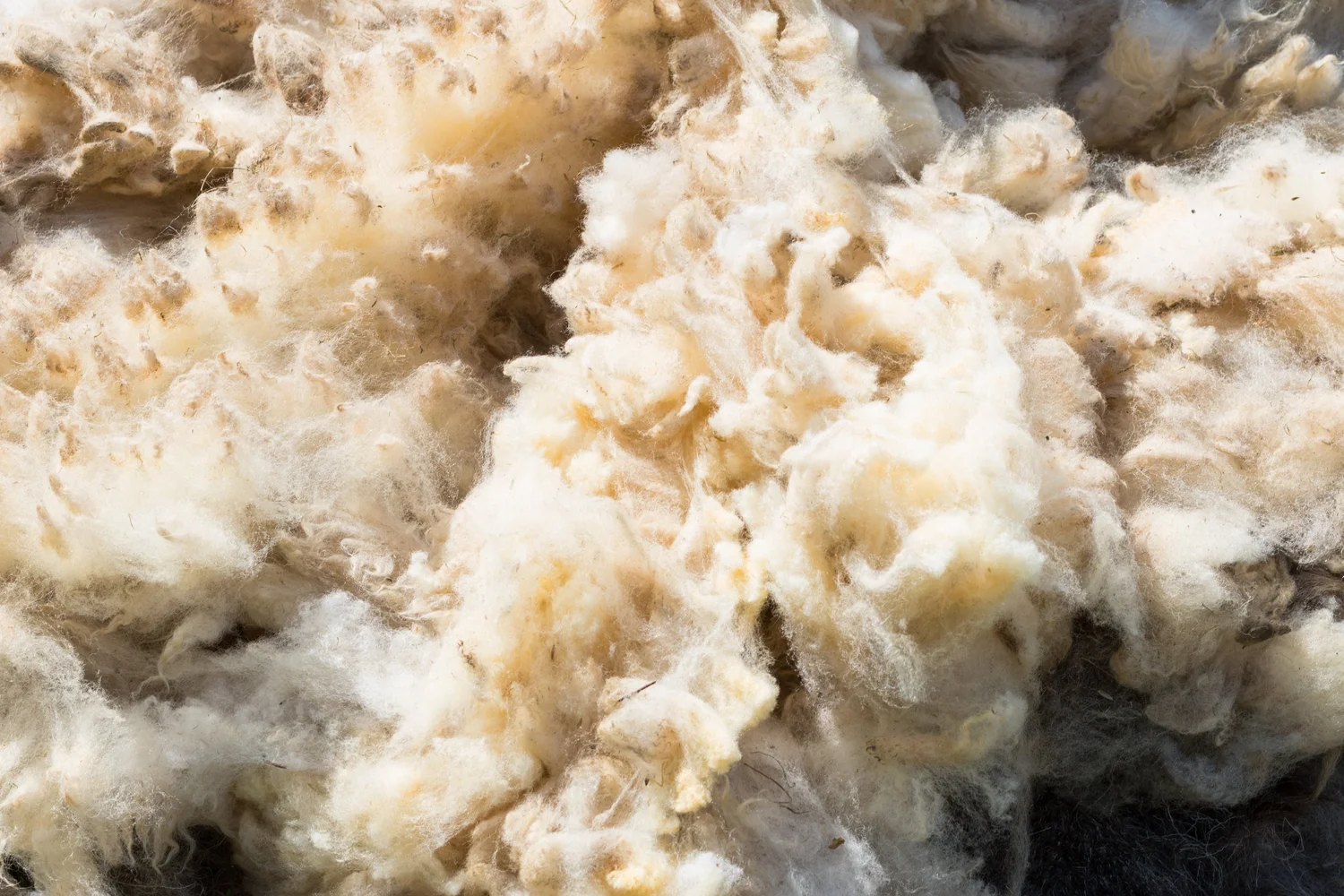 Canadian Wool Collective