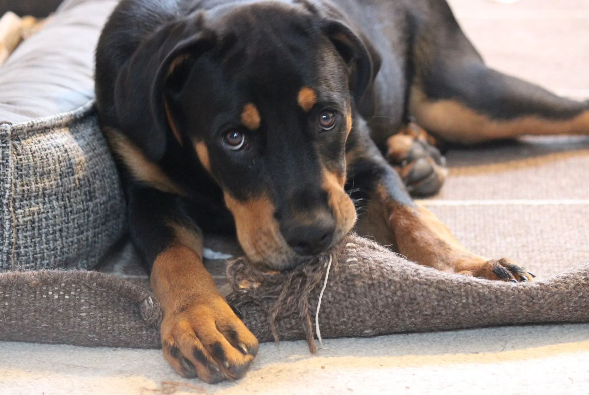 Experts Warn: The Hidden Cause of Misbehaving Dogs—And 5 Ways to Fix It ...