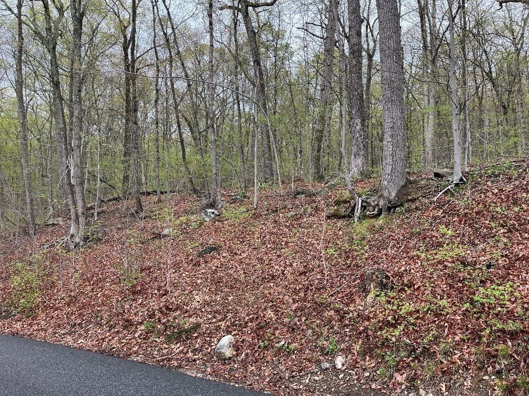 Bear's Lair Times blog — carlschellcreates.com