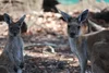 Understanding Kangaroo and Joey Communication — Amaris Wildlife Sanctuary