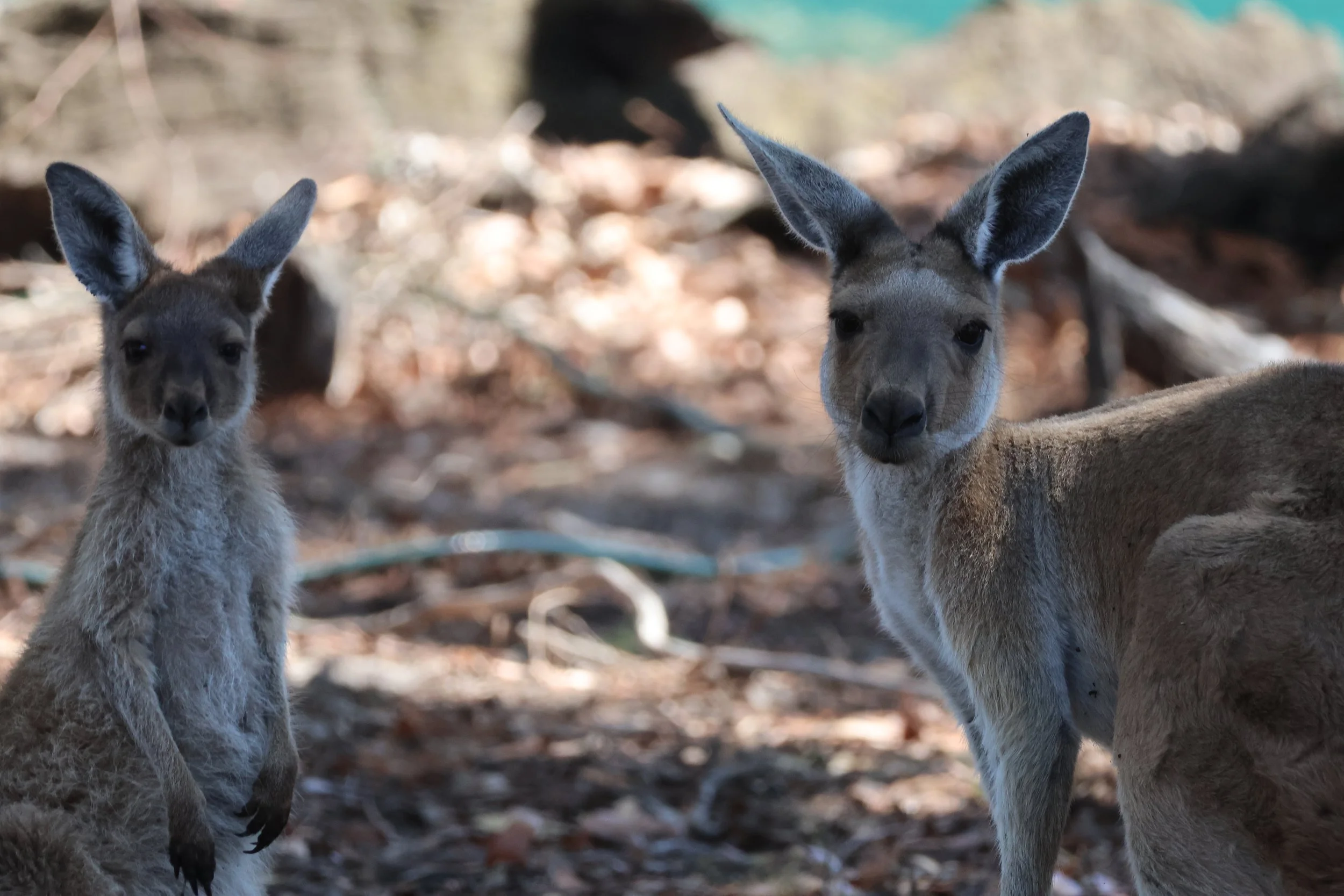 Understanding Kangaroo and Joey Communication — Amaris Wildlife Sanctuary