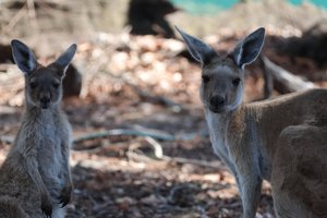 Understanding Kangaroo and Joey Communication — Amaris Wildlife Sanctuary