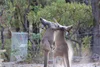 Understanding Kangaroo and Joey Communication — Amaris Wildlife Sanctuary