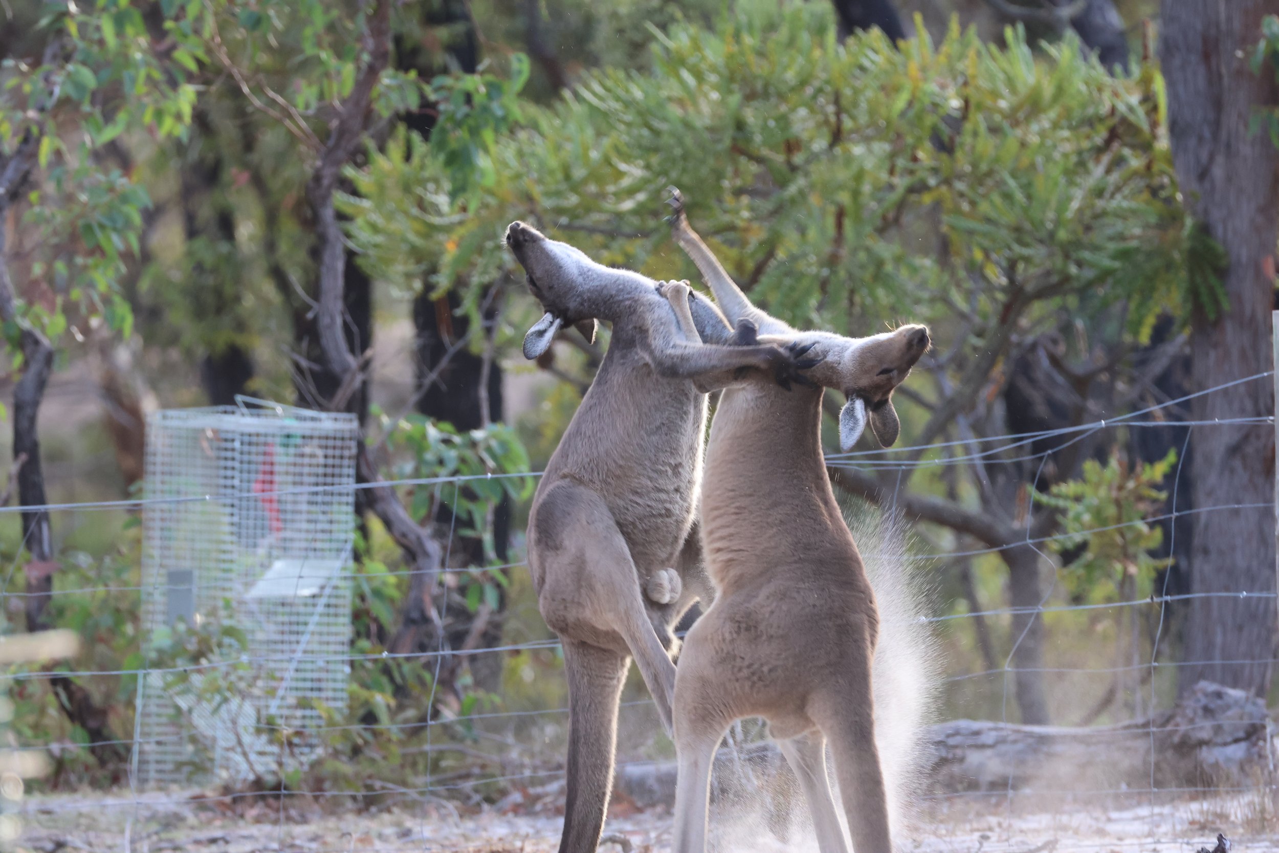 Understanding Kangaroo and Joey Communication — Amaris Wildlife Sanctuary