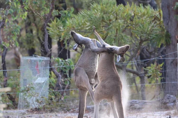 Understanding Kangaroo and Joey Communication — Amaris Wildlife Sanctuary