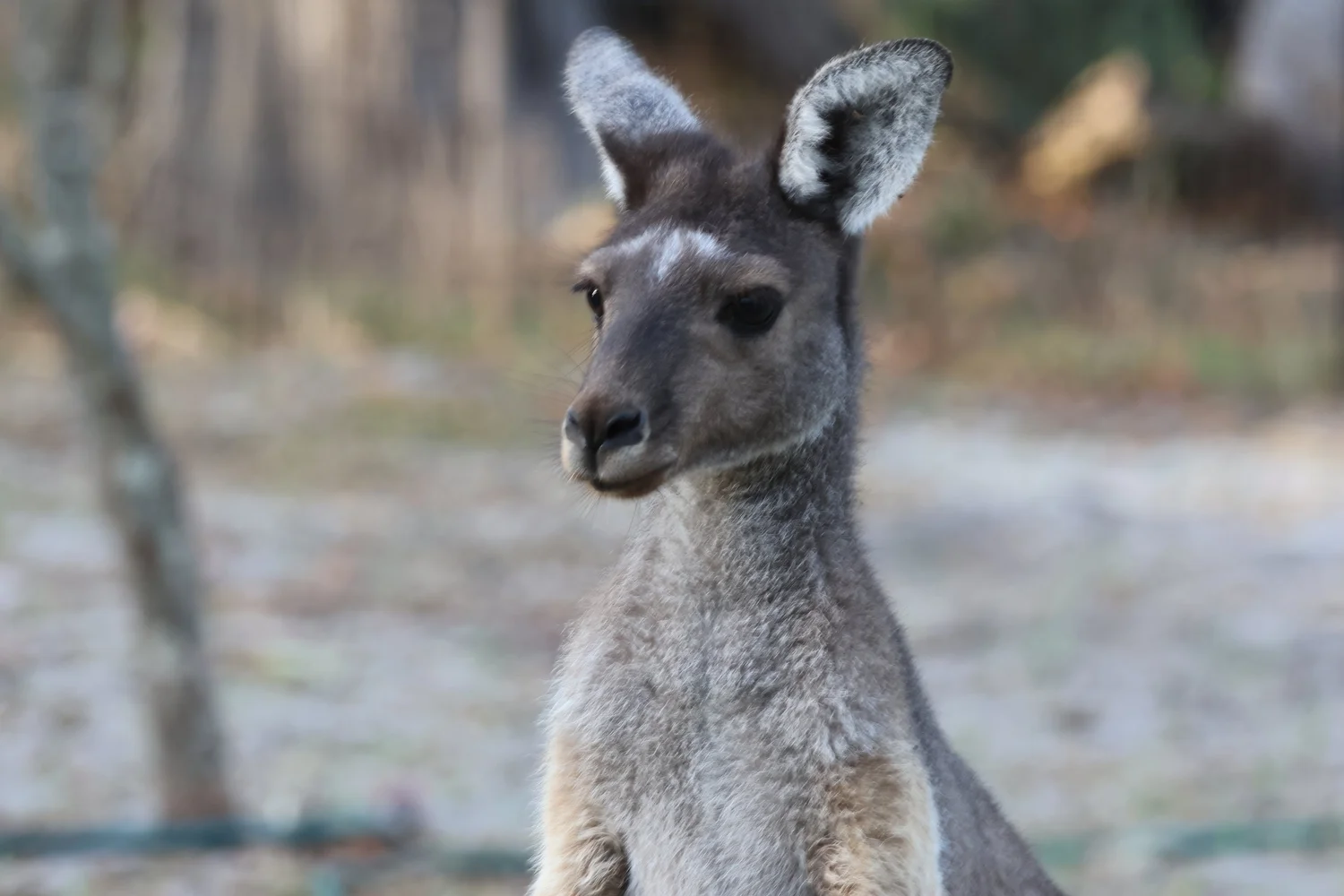 Understanding Kangaroo and Joey Communication — Amaris Wildlife Sanctuary