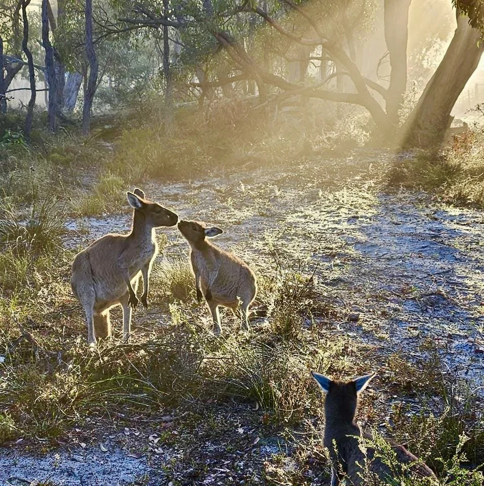 Understanding Kangaroo and Joey Communication — Amaris Wildlife Sanctuary