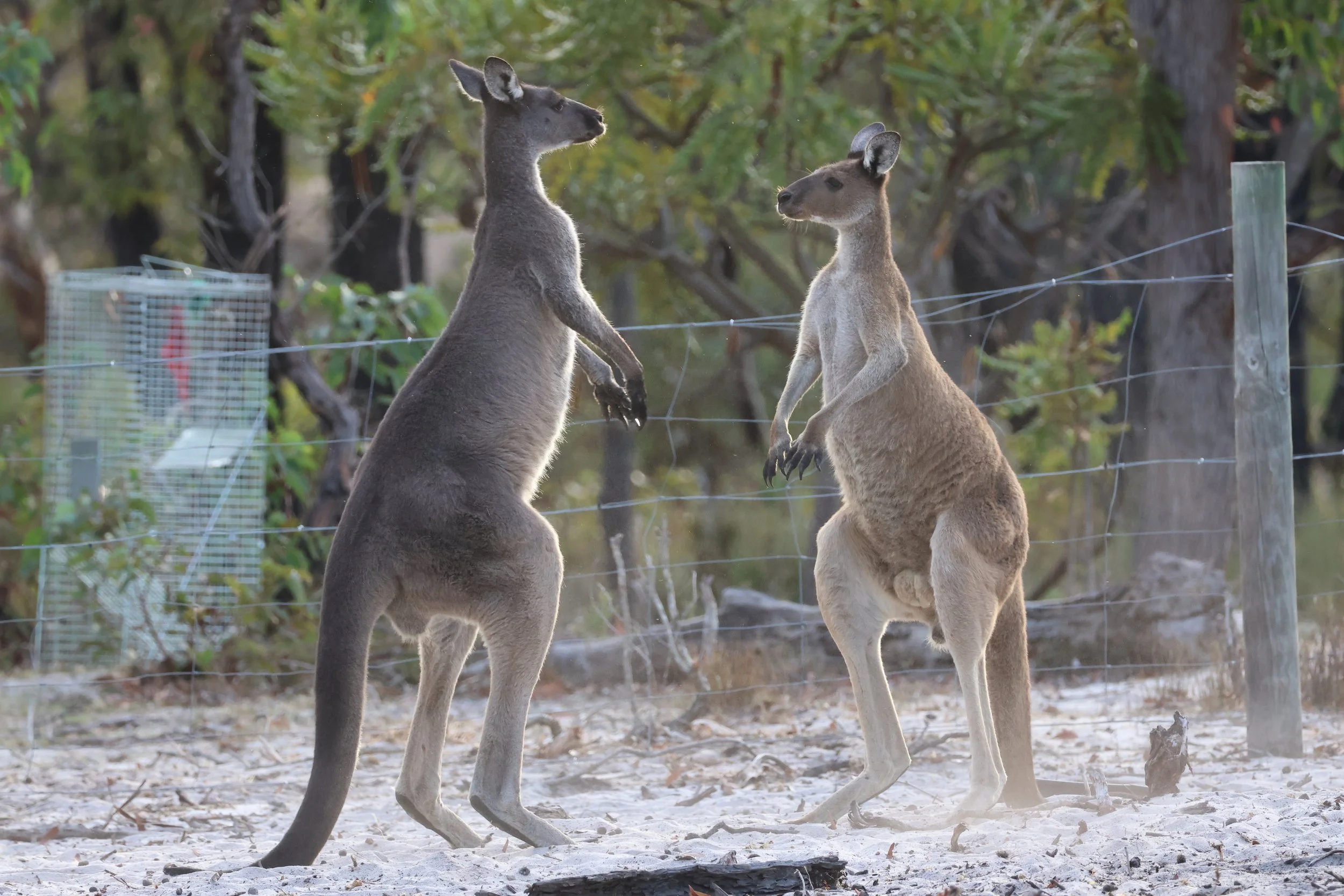 Understanding Kangaroo and Joey Communication — Amaris Wildlife Sanctuary