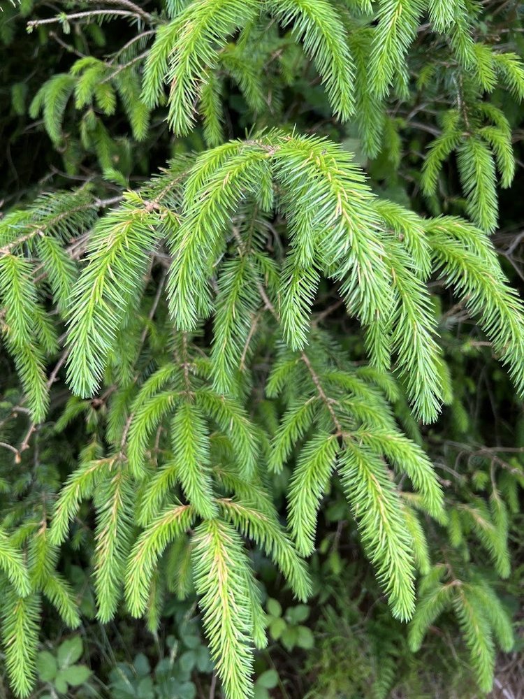 Benefits of Trees — We Plant it Forward