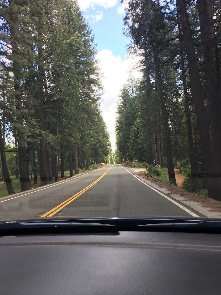 Benefits of Trees — We Plant it Forward