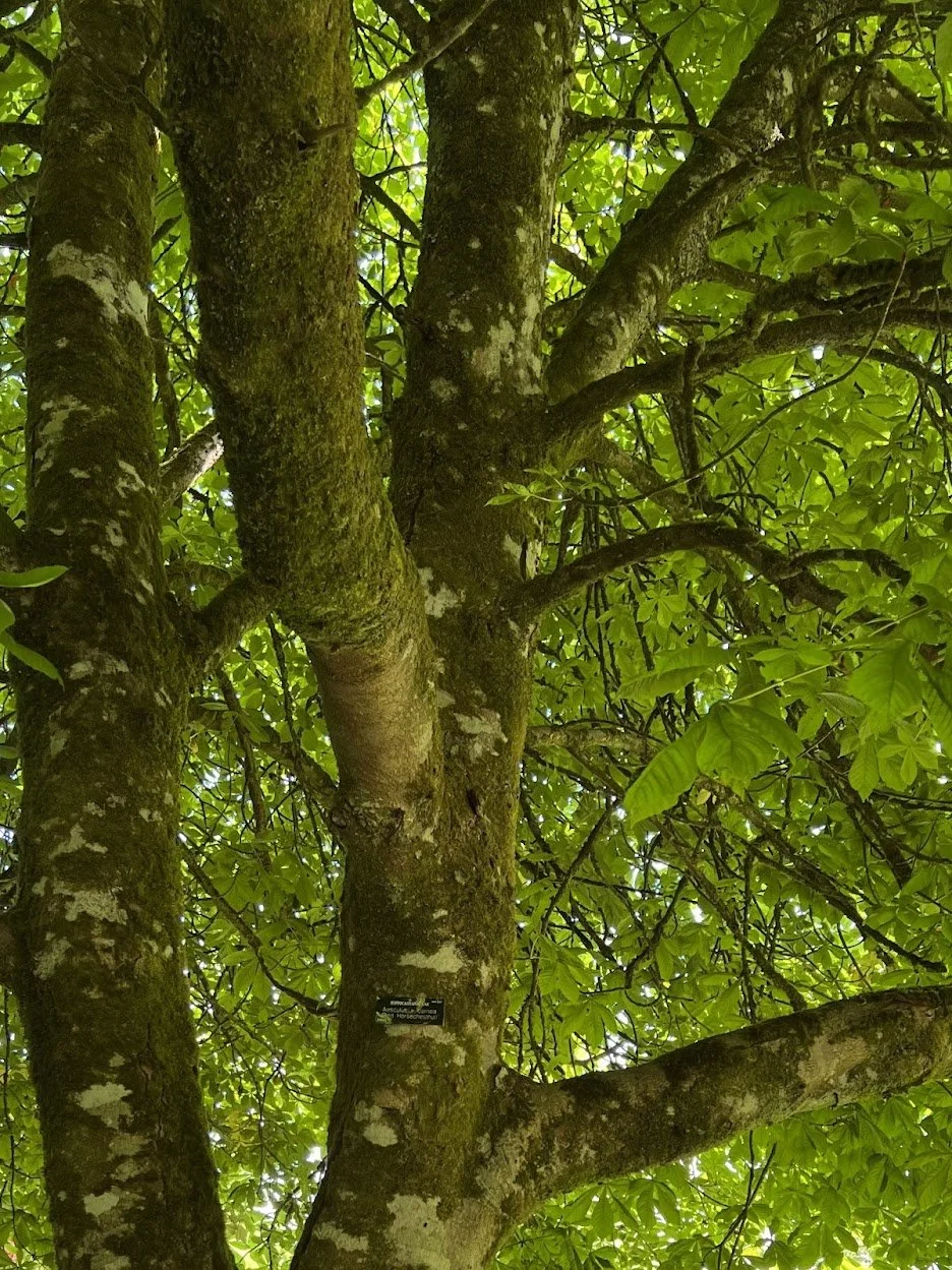 Benefits of Trees — We Plant it Forward