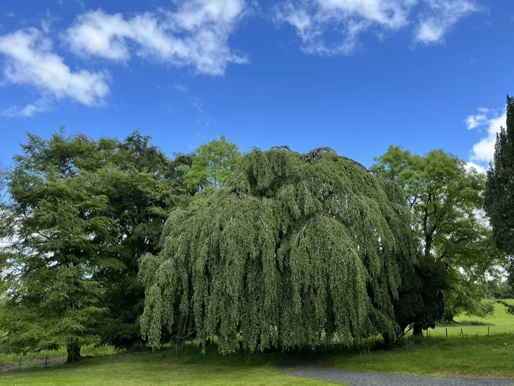Benefits of Trees — We Plant it Forward