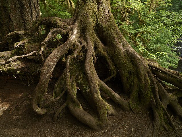 Benefits of Trees — We Plant it Forward